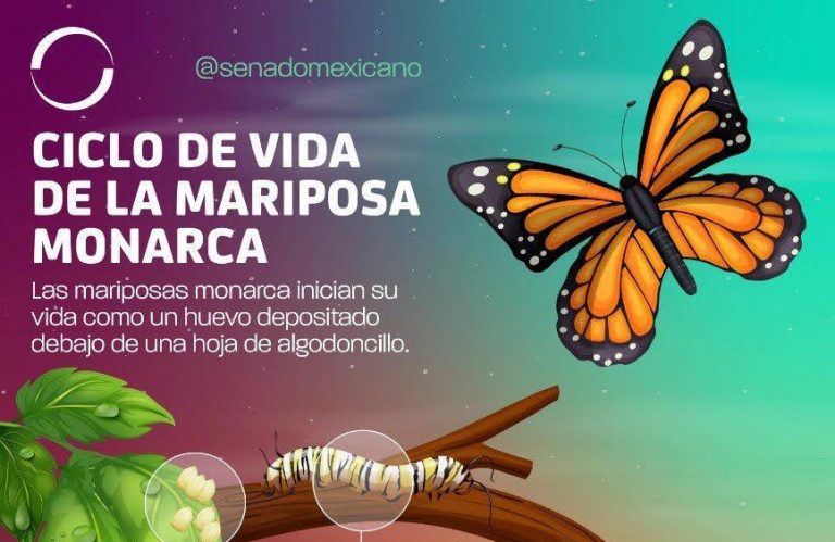 Ciclo de vida de la mariposa monarca - Revista Macroeconomia